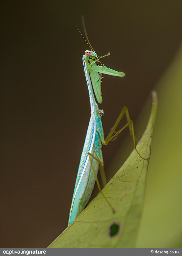 Indonesia Gallery – Captivating Nature