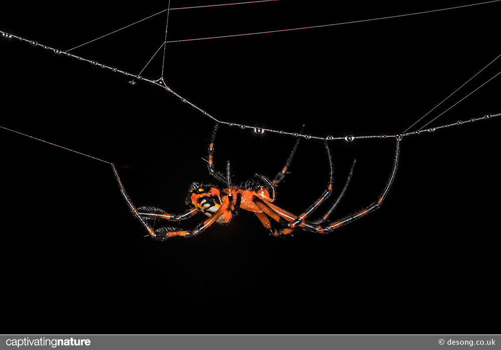 Indonesia Gallery – Captivating Nature