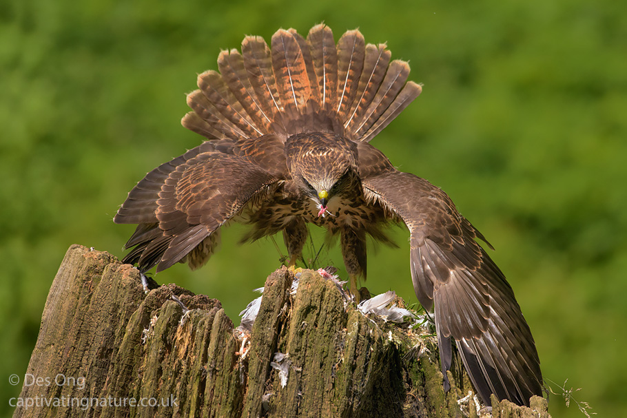 Wild Buzzard Hide Rental – Captivating Nature