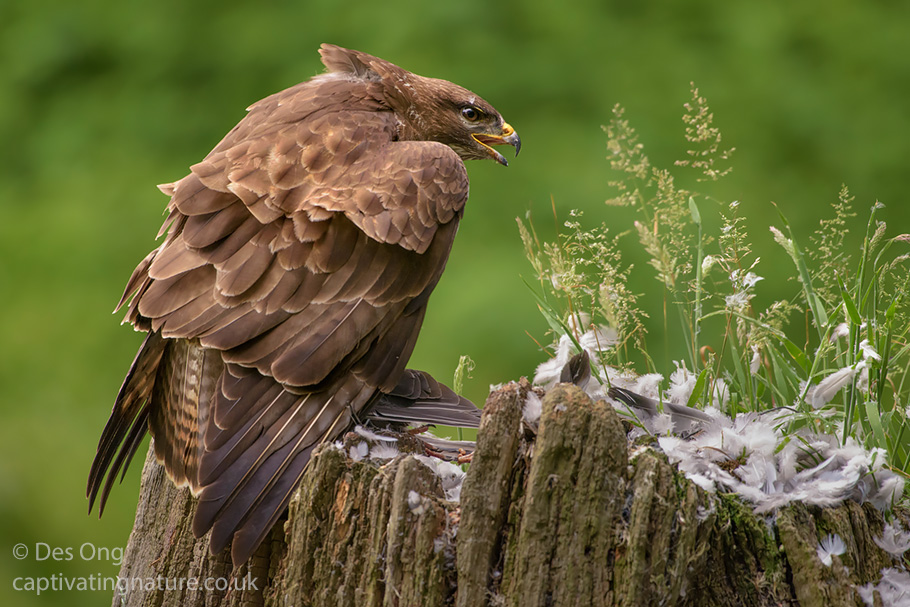 Wild Buzzard Hide Rental – Captivating Nature