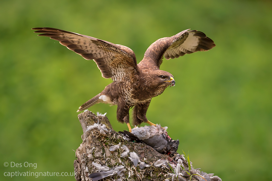 Wild Buzzard Hide Rental – Captivating Nature