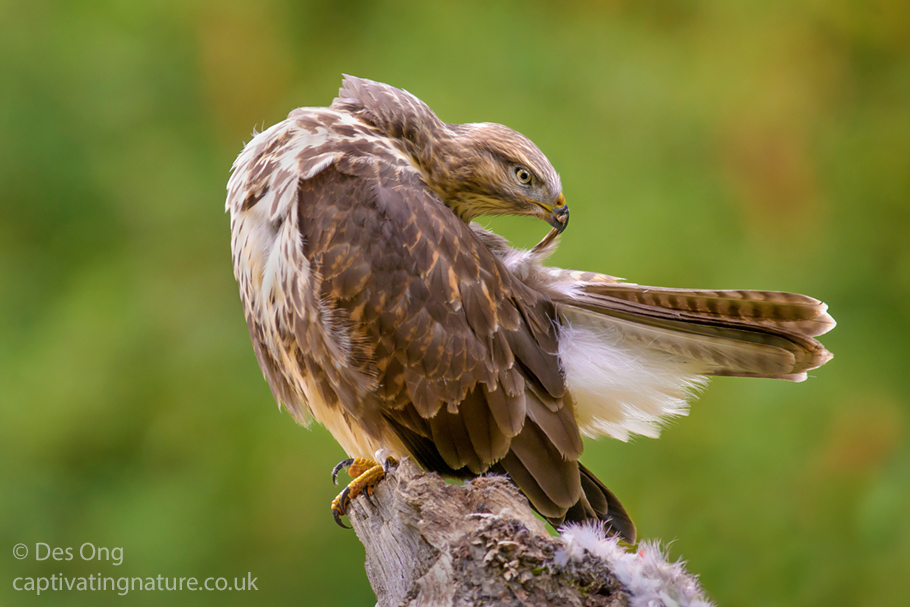 Wild Buzzard Hide Rental – Captivating Nature