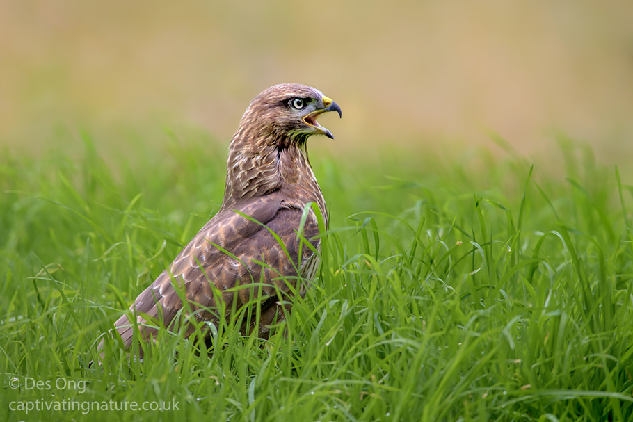 Wild Buzzard Hide Rental – Captivating Nature