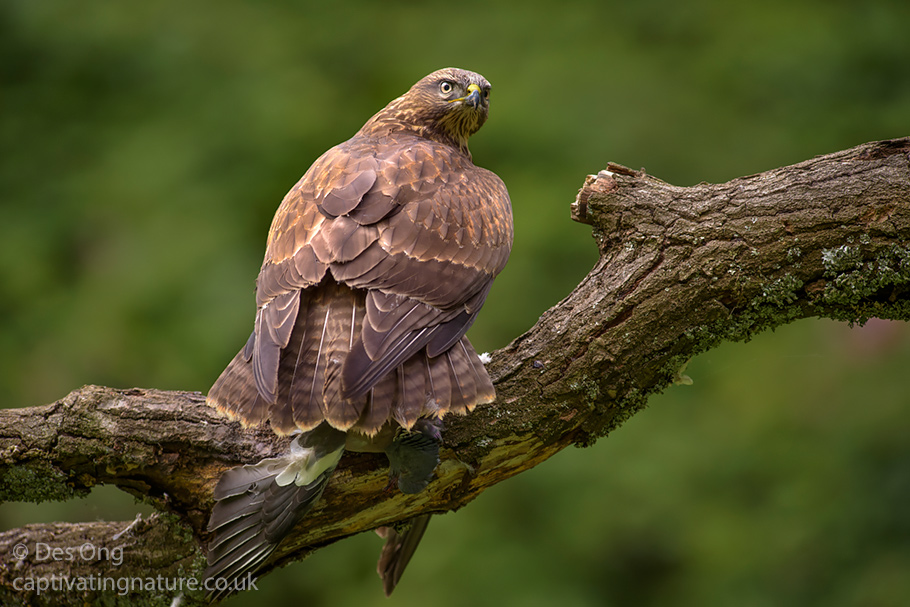 Wild Buzzard Hide Rental – Captivating Nature
