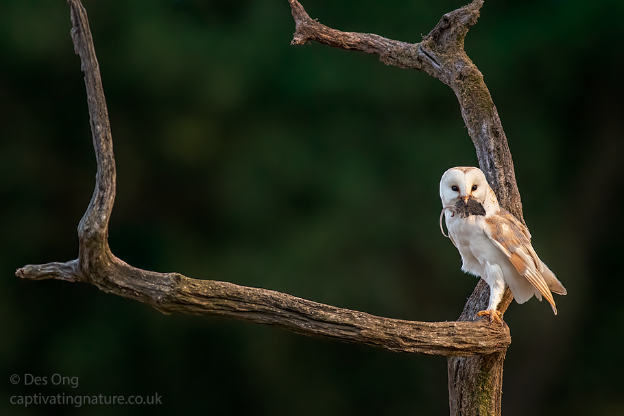 Wild Barn Owl Hide Rental – Captivating Nature