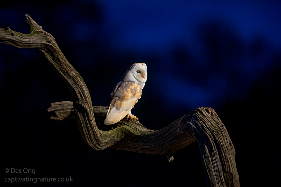 Wild Barn Owl Hide Rental – Captivating Nature