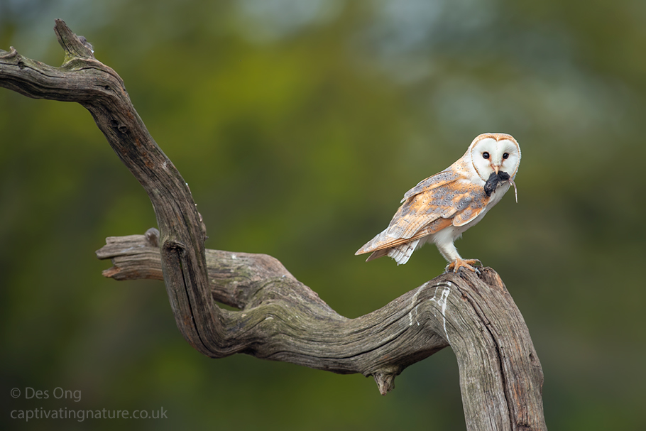 Wild Barn Owl Hide Rental – Captivating Nature