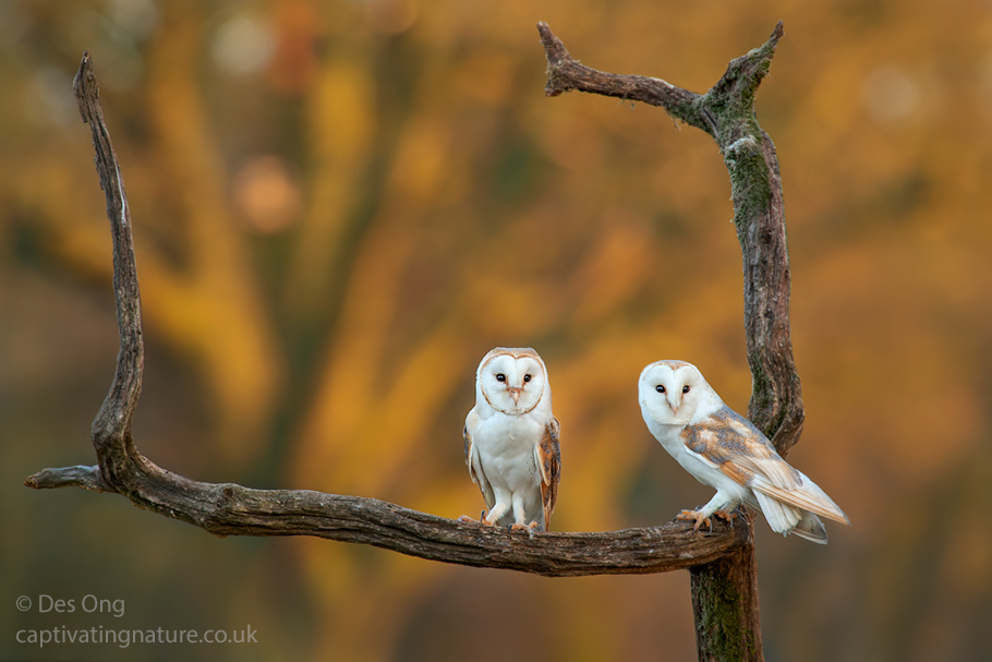Wild Barn Owl Hide Rental – Captivating Nature