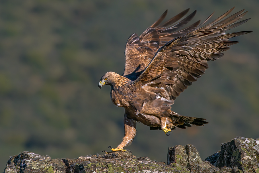 Spanish Raptors – Captivating Nature