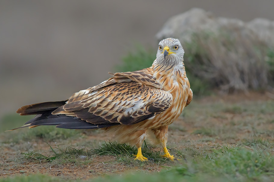 Spanish Raptors – Captivating Nature