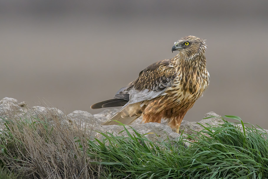 Spanish Raptors – Captivating Nature