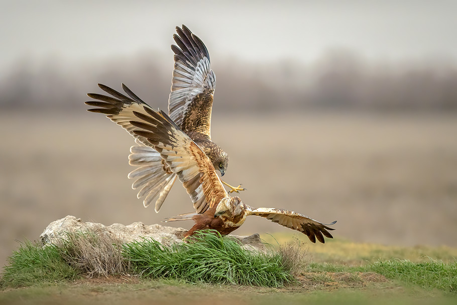 Spanish Raptors – Captivating Nature