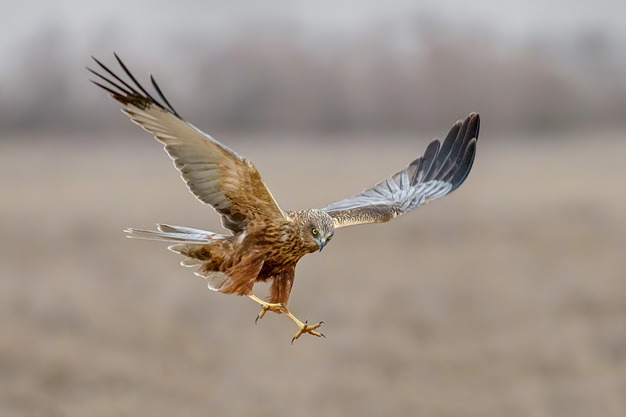 Spanish Raptors – Captivating Nature
