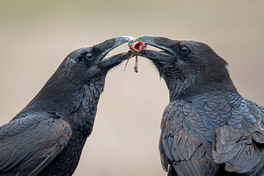 Spanish Raptors – Captivating Nature