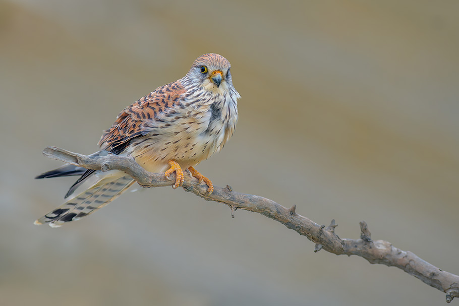 Spanish Raptors – Captivating Nature