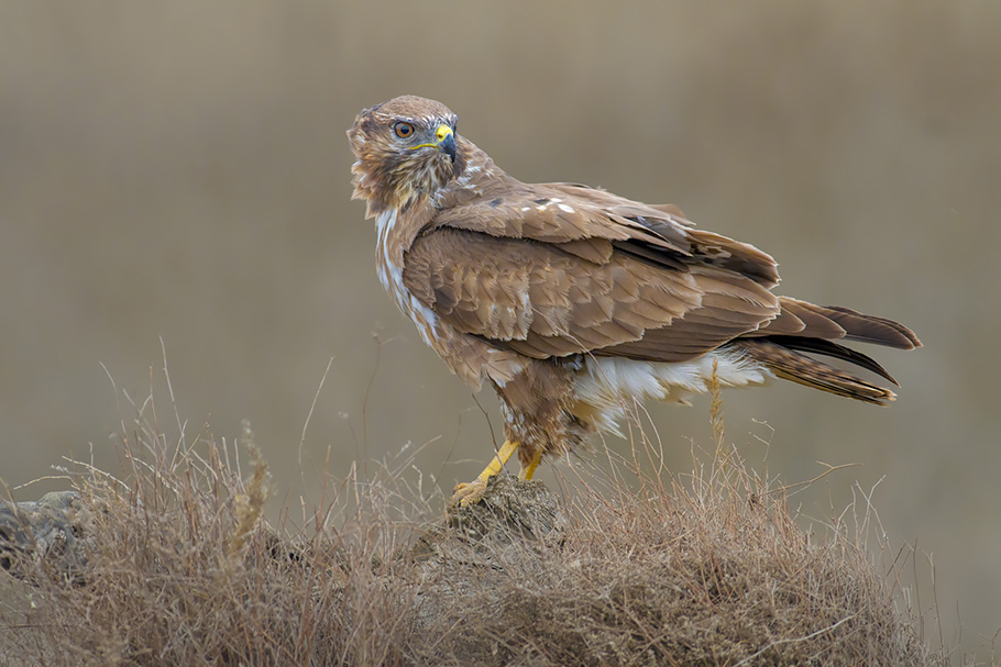 Spanish Raptors – Captivating Nature