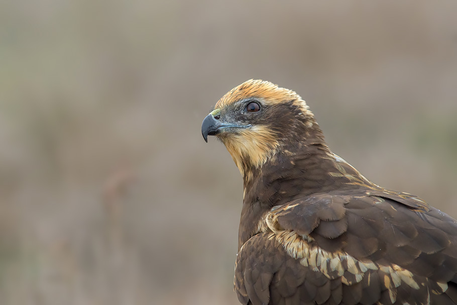 Spanish Raptors – Captivating Nature