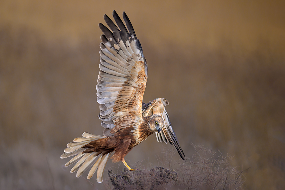 Spanish Raptors – Captivating Nature