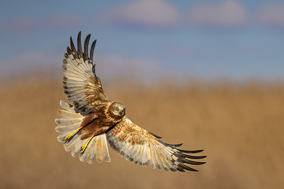 Spanish Raptors – Captivating Nature
