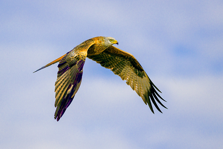 Spanish Raptors – Captivating Nature