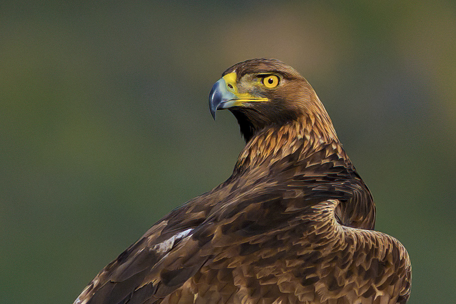 Spanish Raptors – Captivating Nature
