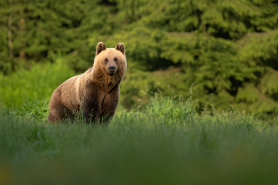 Carpathian Brown Bear Special – Captivating Nature