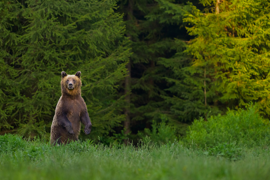 Carpathian Brown Bear Special – Captivating Nature