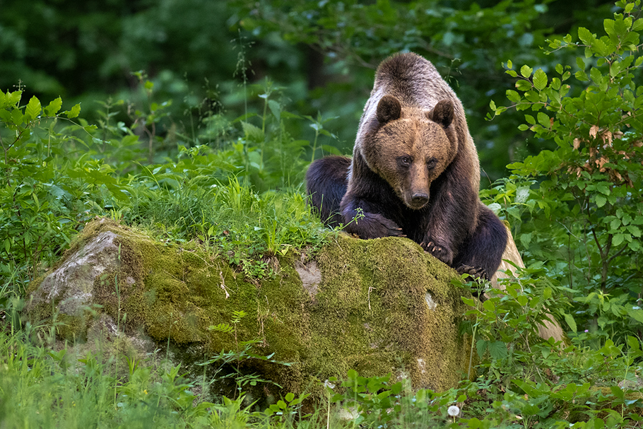 Carpathian Brown Bear Special – Captivating Nature