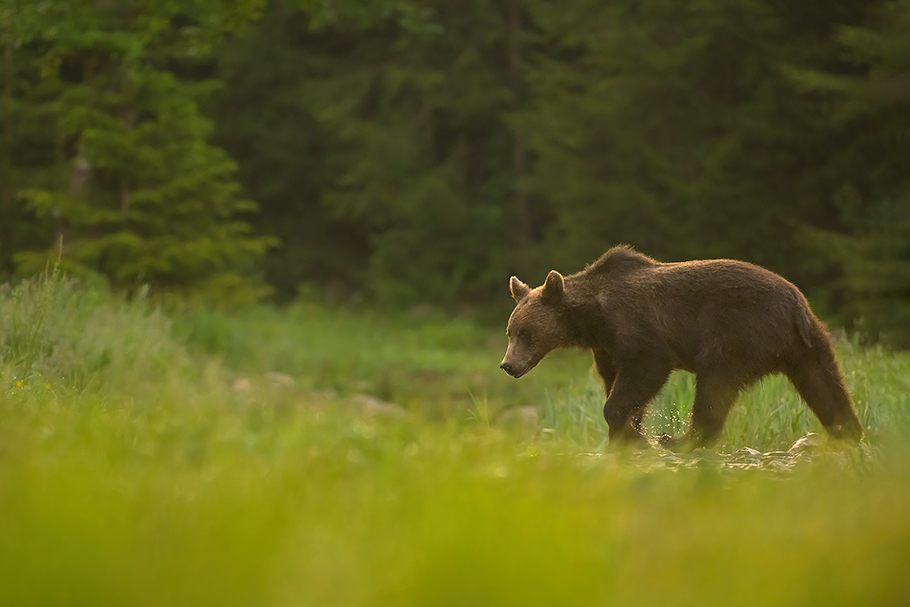 Carpathian Brown Bear Special – Captivating Nature