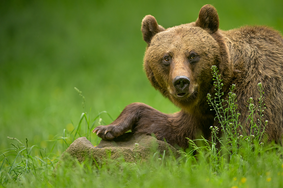 Carpathian Brown Bear Special – Captivating Nature