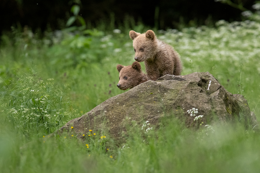 Carpathian Brown Bear Special – Captivating Nature