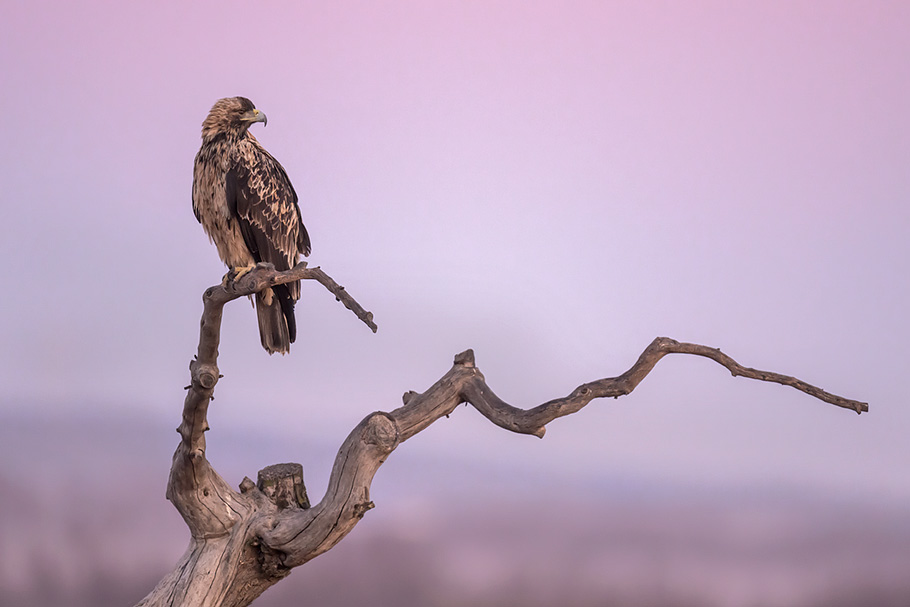 Spanish Raptors – Captivating Nature