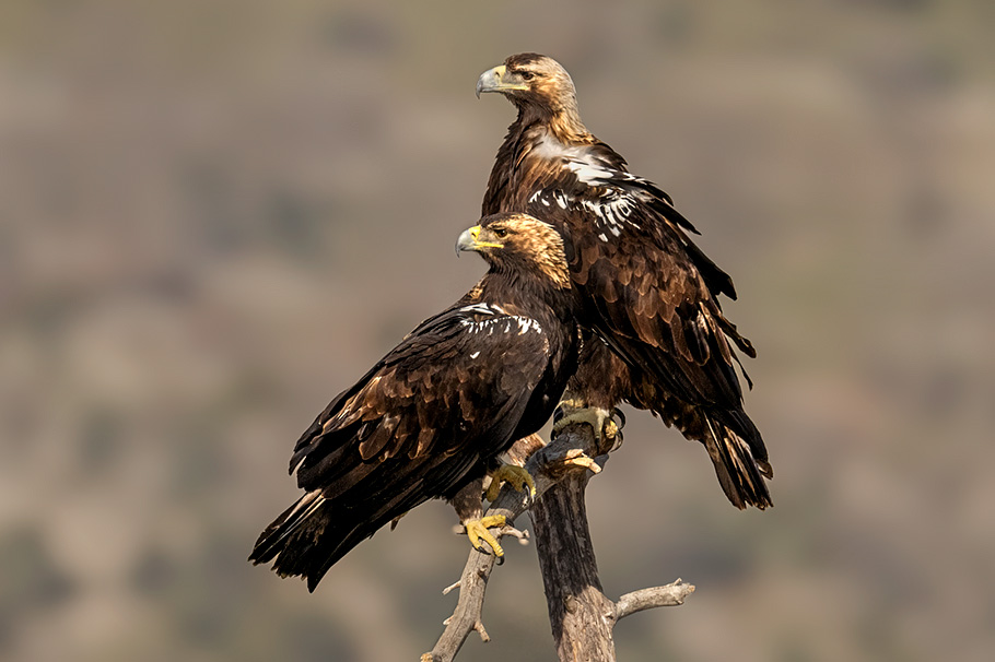 Spanish Raptors – Captivating Nature