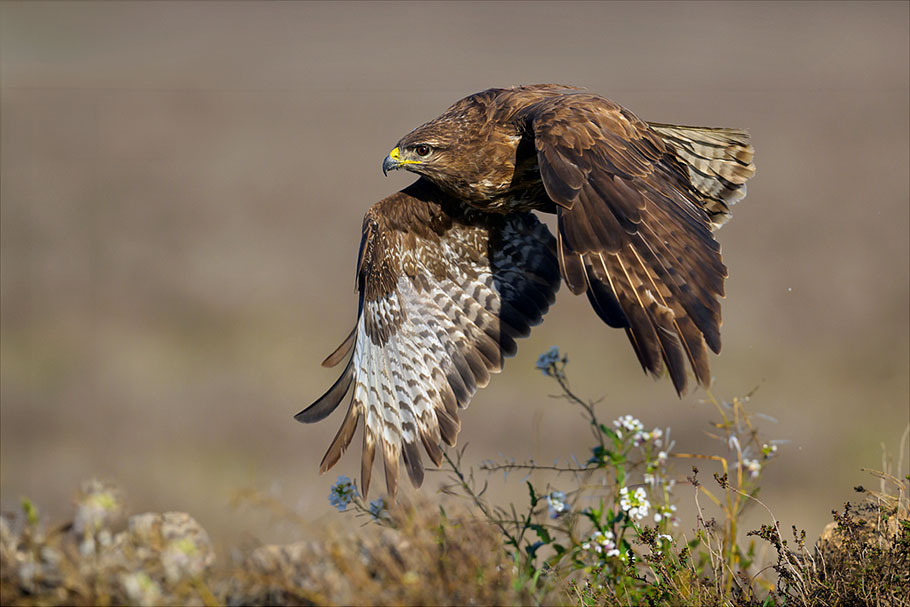 Spanish Raptors – Captivating Nature